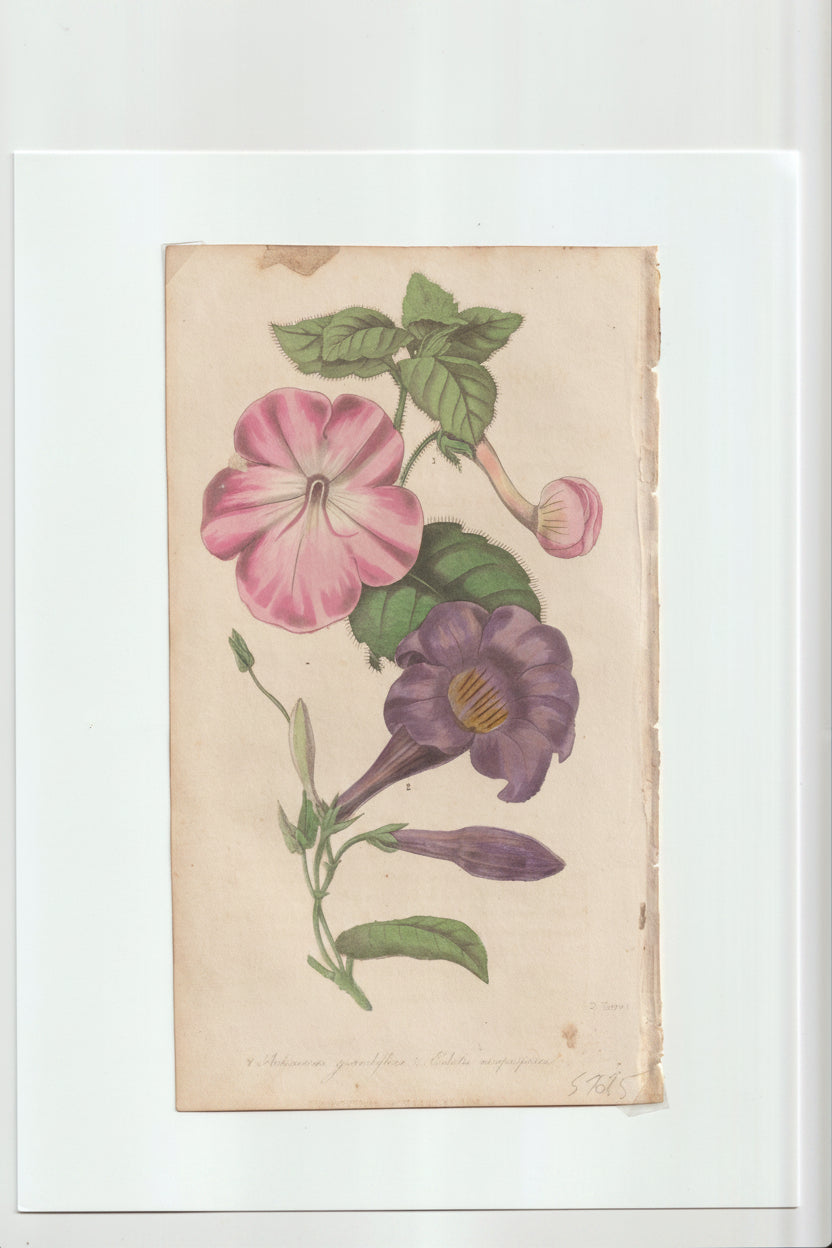 “Victorian Botanical Print – Cobaea Scandens – Purple & Pink Cathedral ...
